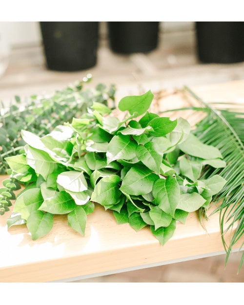 Foliage Greenery | Wholesale Flowers - Fresh Blooms Langley – Fresh ...