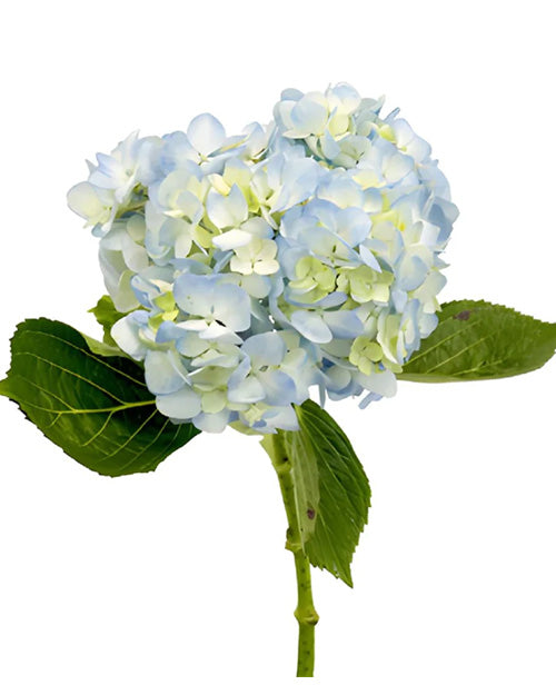 Hydrangea Premium Blue | Wholesale Flowers - Fresh Blooms Langley BC ...